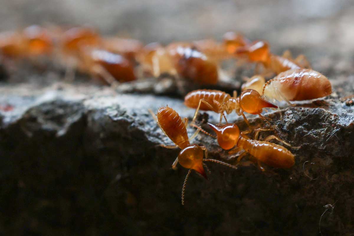 HOA Termite Control in Ladera Ranch, CA - Advantage Termite & Pest Company