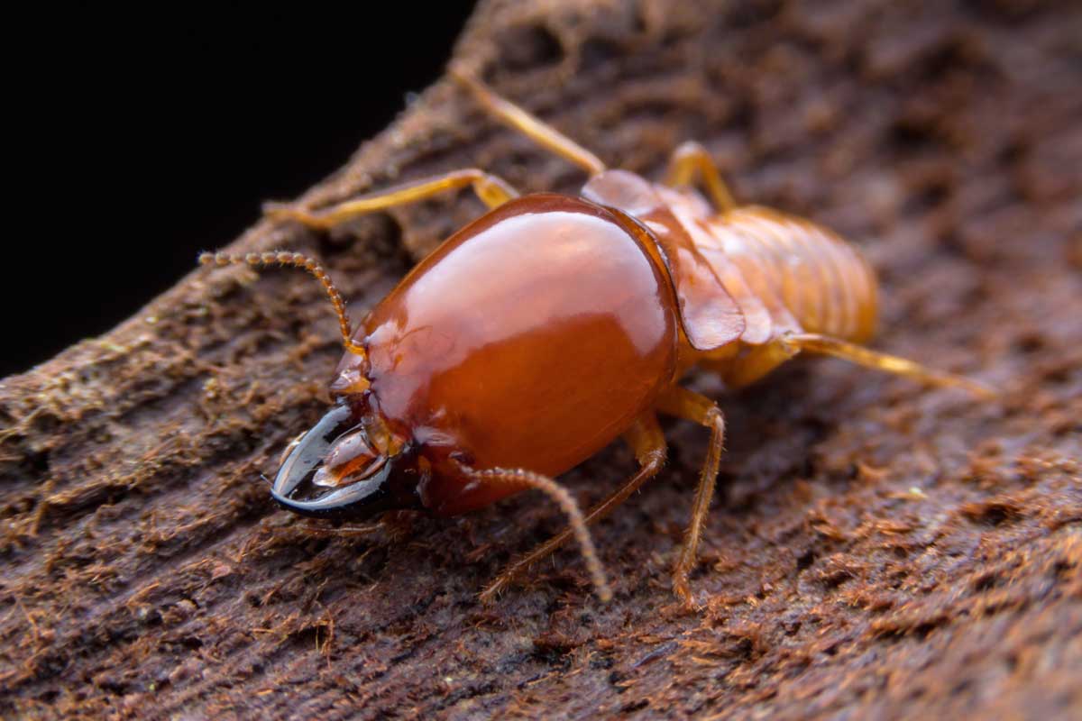 HOA Termite Control in Ladera Ranch, CA - Advantage Termite & Pest Company
