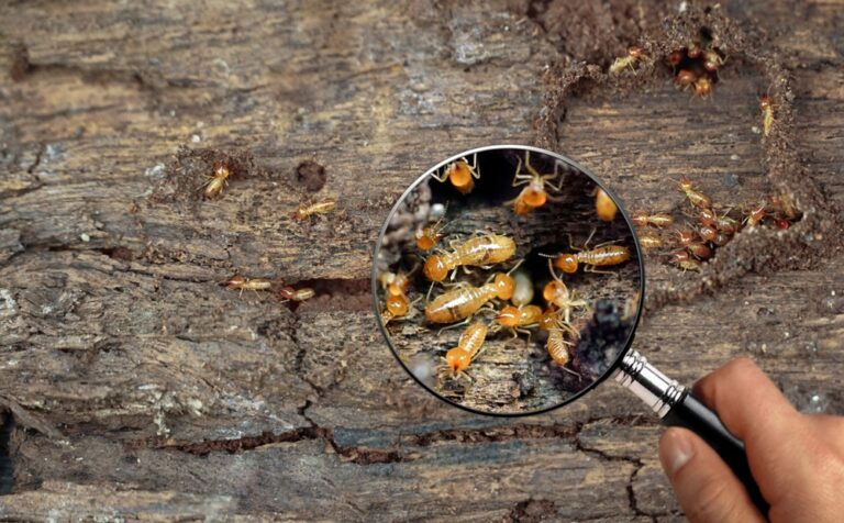The Top Warning Signs of a Termite Infestation in Your Orange County ...